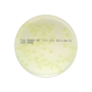R2A Agar (Reasoner's 2A agar), 90mm Plate - Southern Group Laboratory