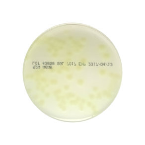 R2A Agar (Reasoner's 2A agar), 90mm Plate - Southern Group Laboratory