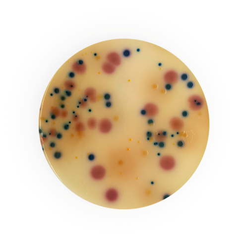 Chromogenic UTI Agar, 90mm Plate - Southern Group Laboratory