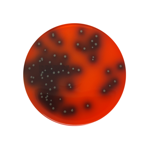 Listeria Selective Agar (PALCAM), 90mm Plate - Southern Group Laboratory