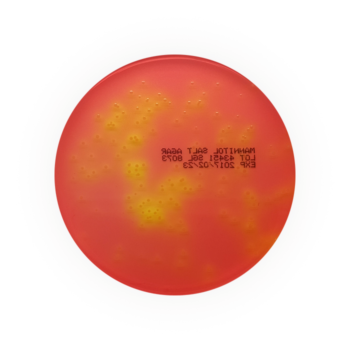 Mannitol Salt Agar, 90mm Plate - Southern Group Laboratory