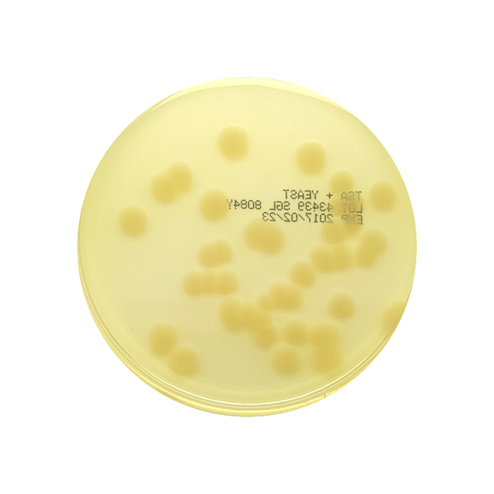 Tryptone Soya Agar + Yeast Extract, 90mm Plate - Southern Group Laboratory