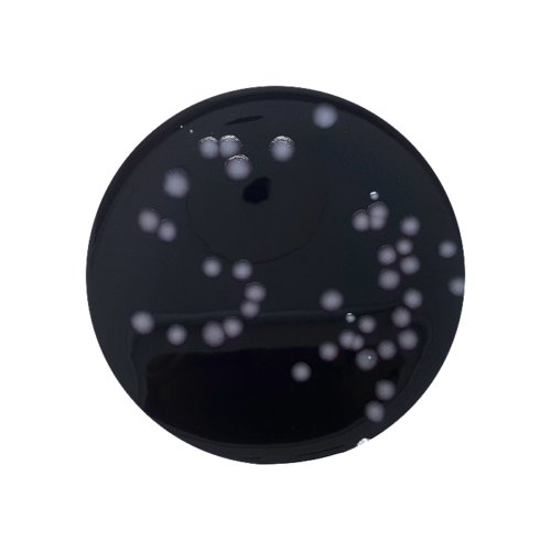 Legionella Agar BCYE (Without L-cysteine), 90mm Plate - Southern Group ...