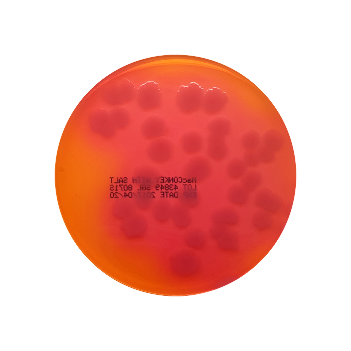 MacConkey Agar with Salt, 90mm Plate - Southern Group Laboratory