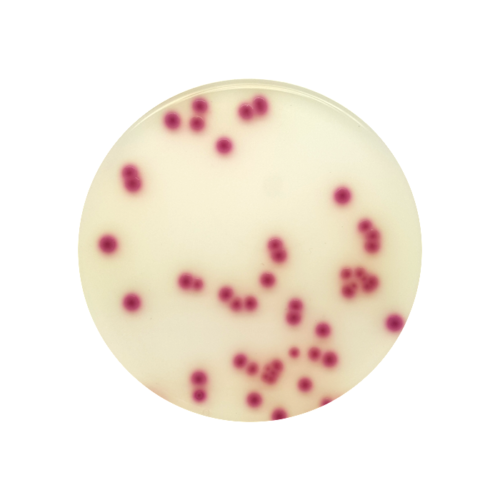 Chromogenic Coliform Agar, 90mm Plate - Southern Group Laboratory
