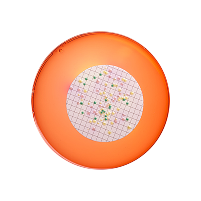 MLGA, 90mm Plate - Southern Group Laboratory