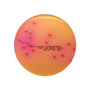 Burkholderia cepacia Agar, 90mm Plate - Southern Group Laboratory