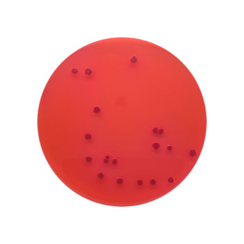 Yersinia Selective Enrichement Agar + Cefsulodin, Irgasan & Novobiocin ...