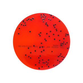 XLD Agar, (Xylose Lysine Desoxycholate Medium), 90mm Plate - Southern ...