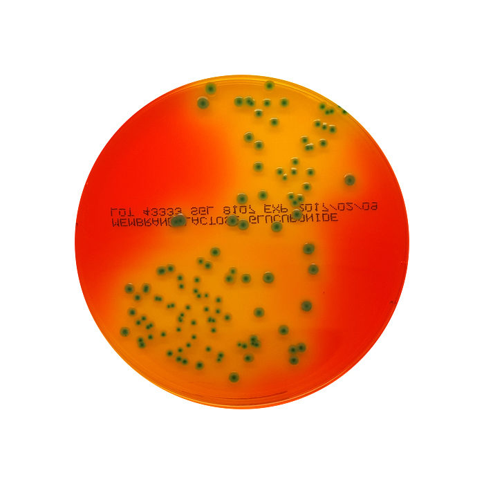 MLGA, 90mm Plate - Southern Group Laboratory