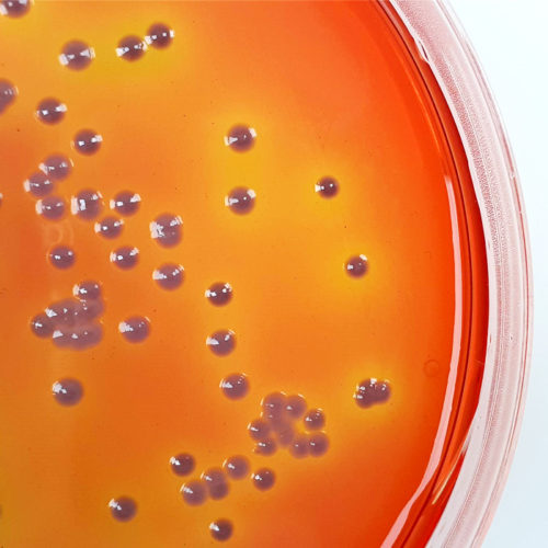 Burkholderia Cepacia Selective Agar (BCSA), USP - Southern Group Laboratory