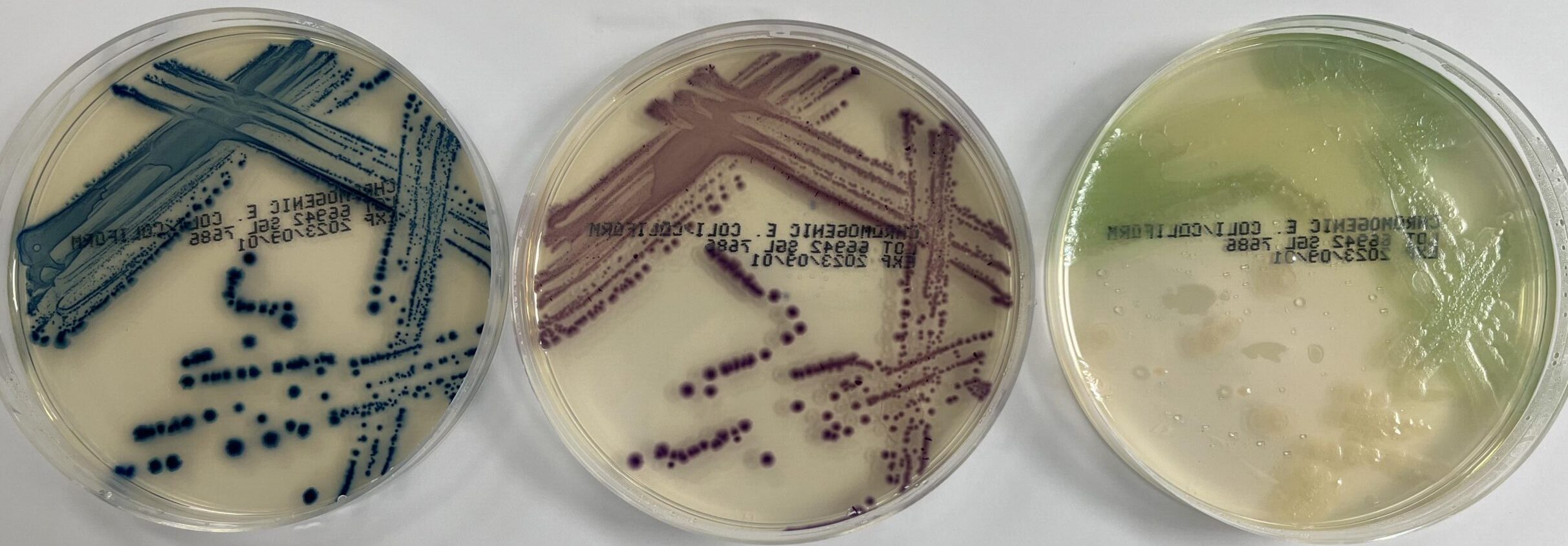 Chromogenic E. coli coliform plates (7686) - Southern Group Laboratory