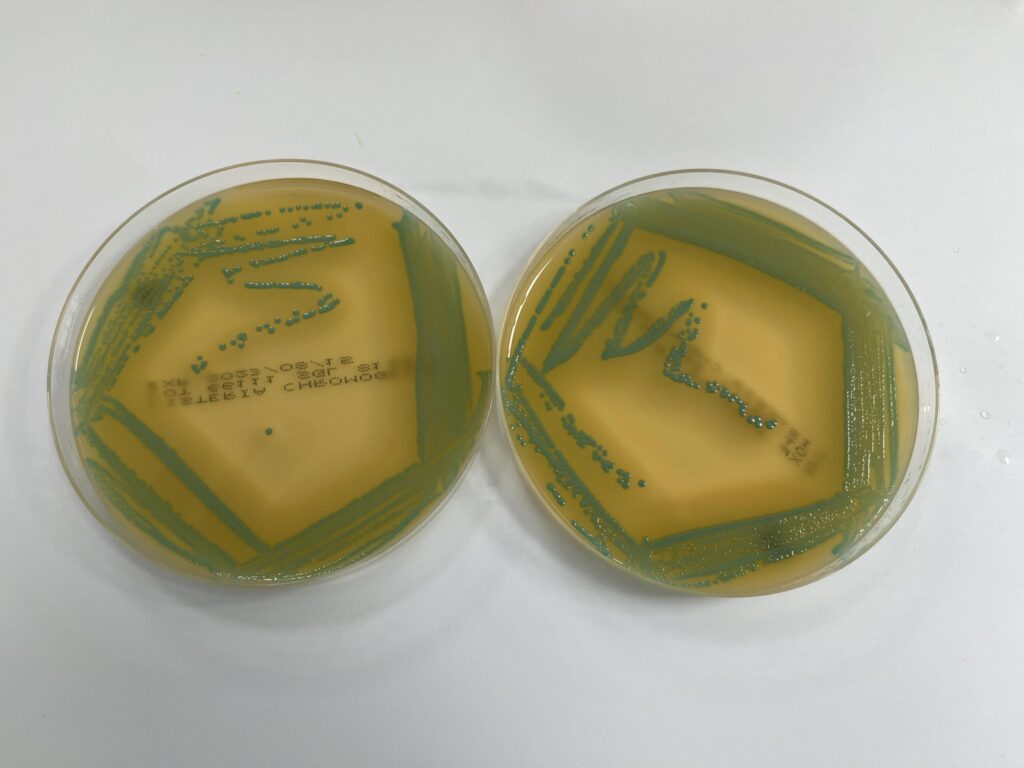 New Scientist Laboratory Experience at SGL - Southern Group Laboratory