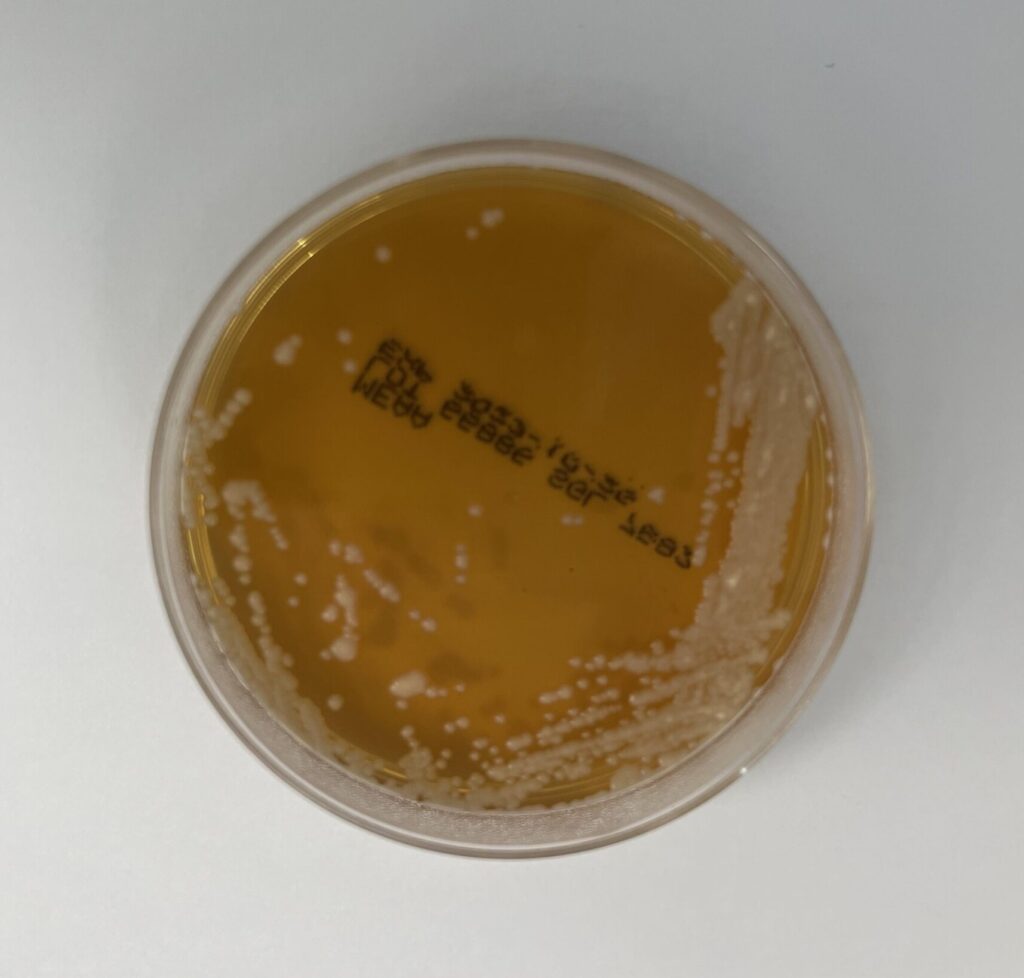 New Scientist Laboratory Experience at SGL - Southern Group Laboratory